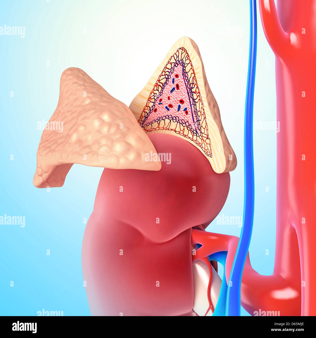 Artère surrénale Banque de photographies et d’images à haute résolution ...