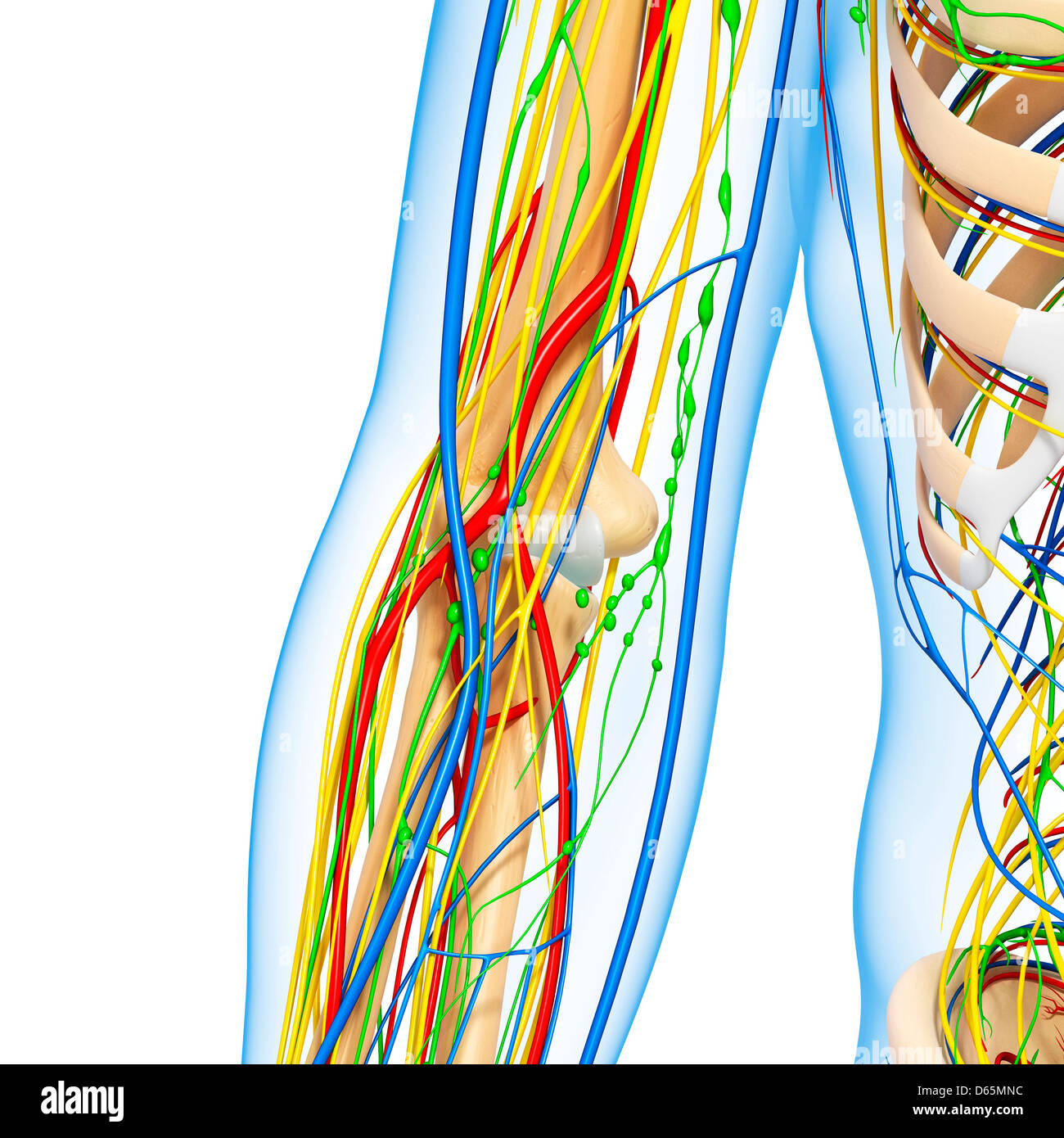 Anatomie Du Coude Banque d'image et photos - Alamy
