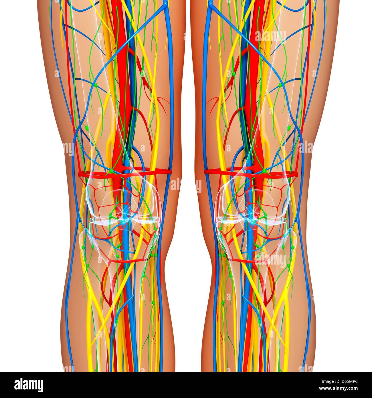 Anatomie du genou, artwork Photo Stock - Alamy