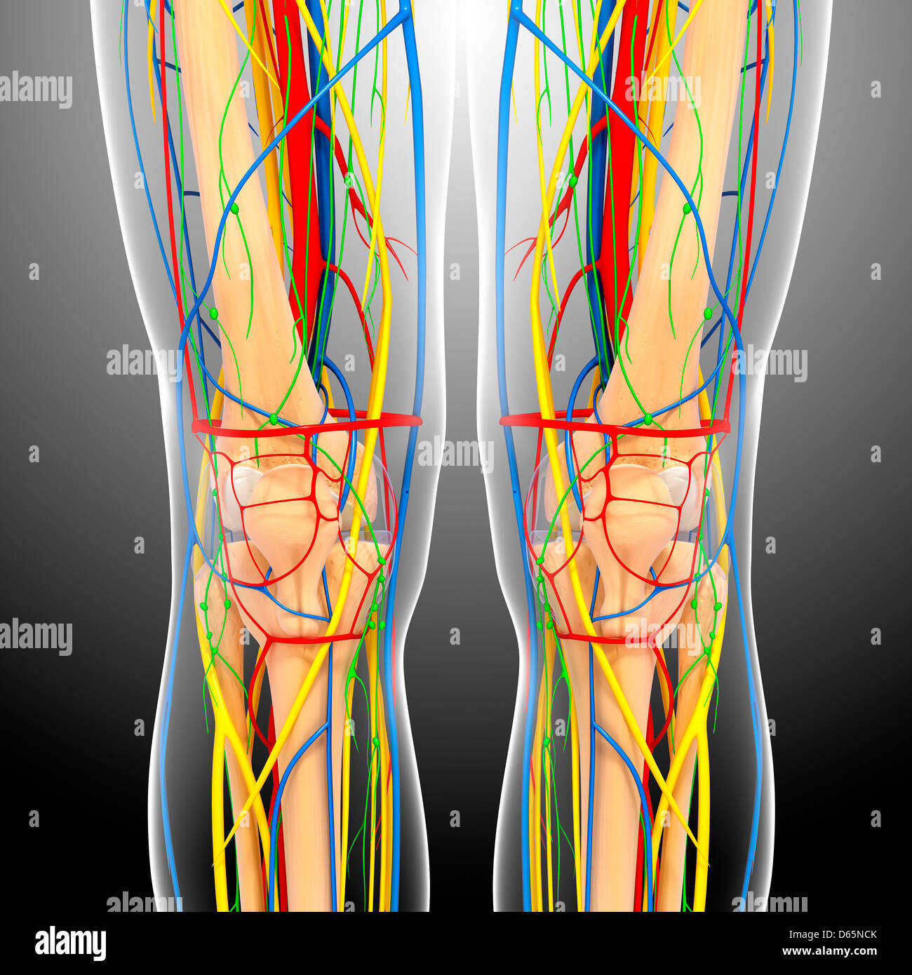 Anatomie du genou, artwork Photo Stock - Alamy