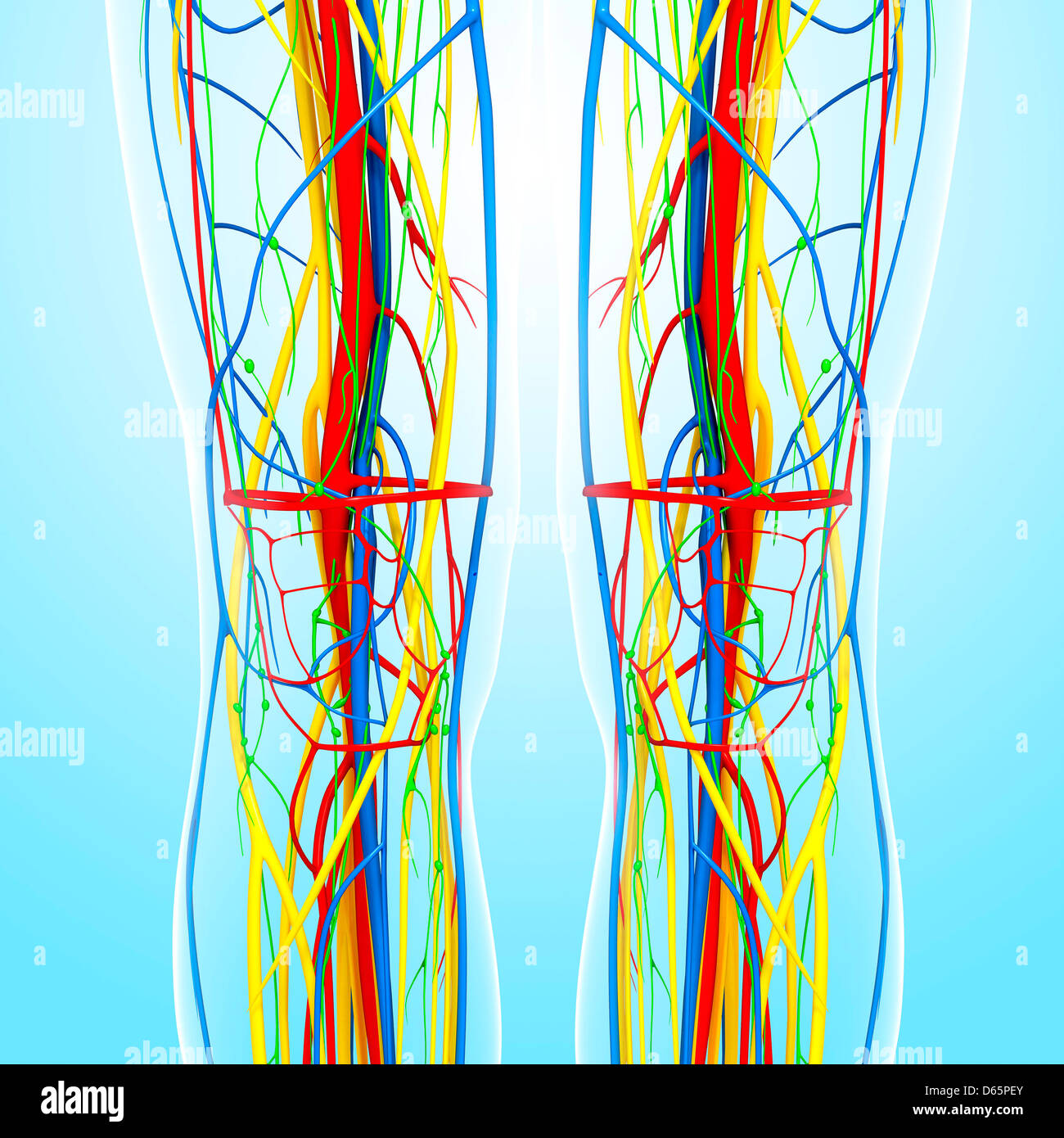 Anatomie du genou Banque de photographies et d’images à haute ...