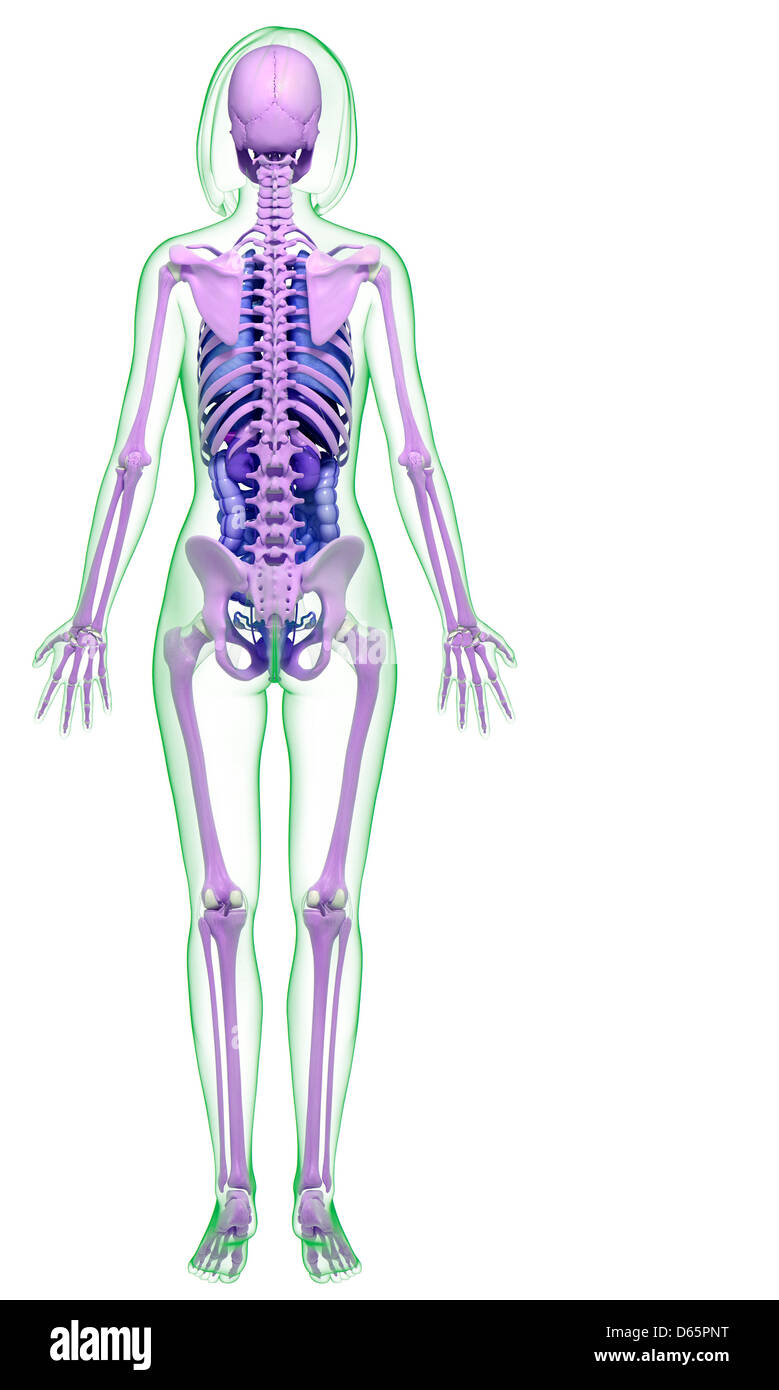 Anatomy female pelvis Banque d'images détourées - Alamy