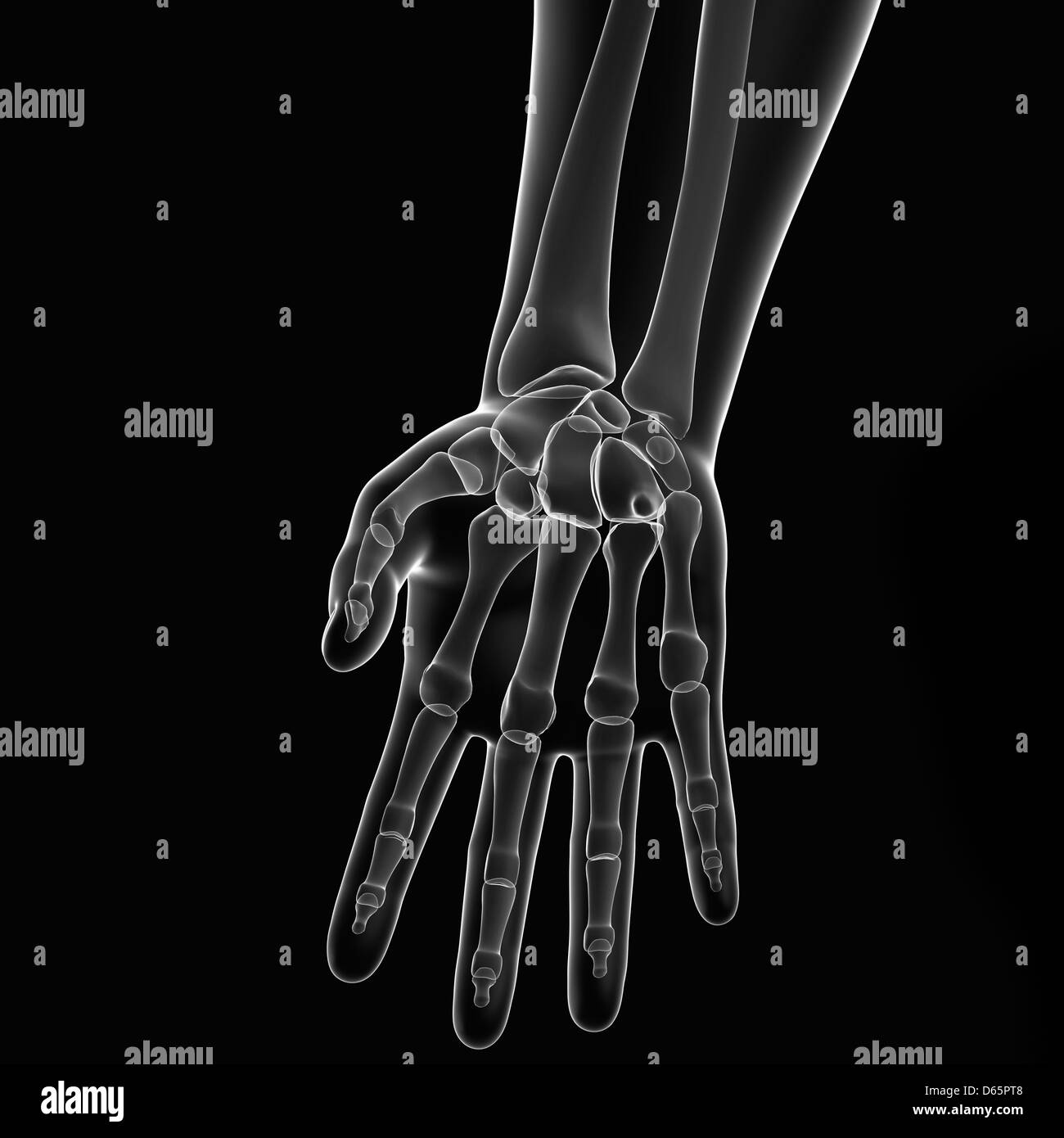 Anatomie du cubitus Banque d'images noir et blanc - Alamy