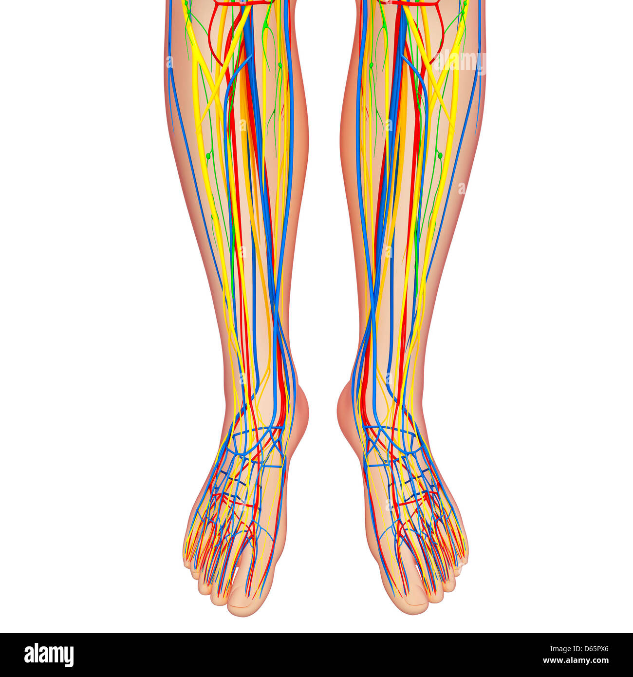 Anatomie de la jambe Banque d'images détourées - Alamy