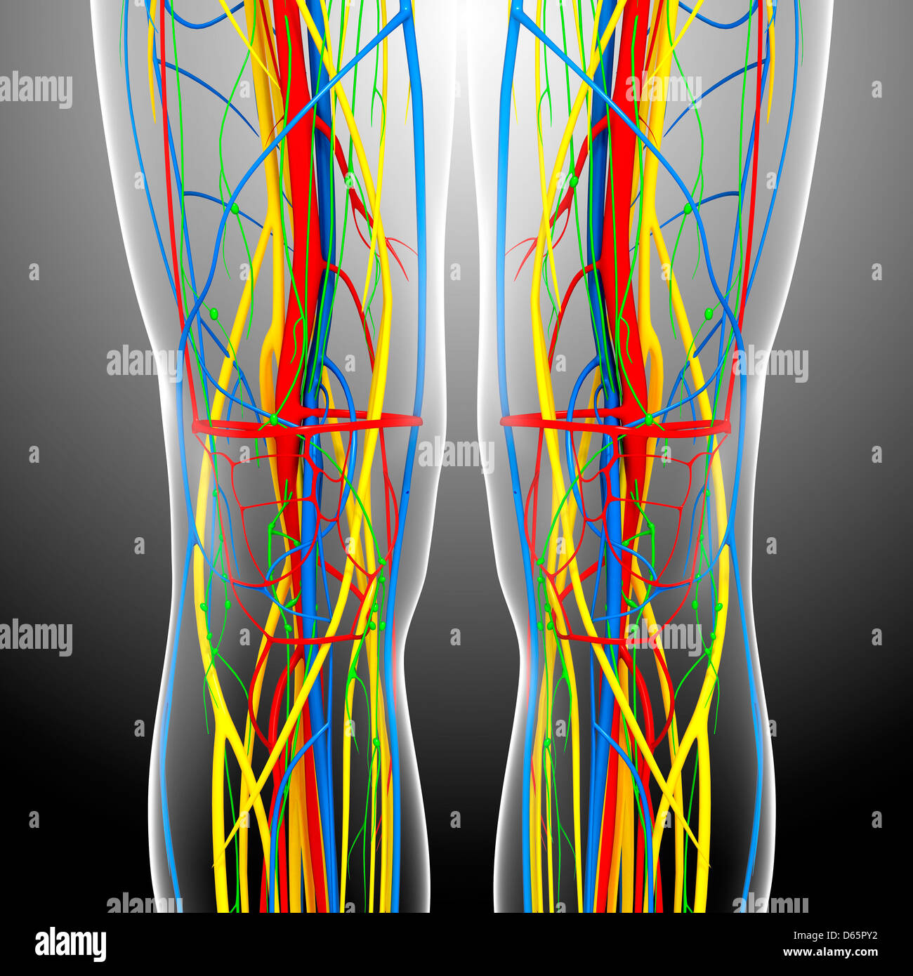 Anatomie du genou Banque de photographies et d’images à haute ...