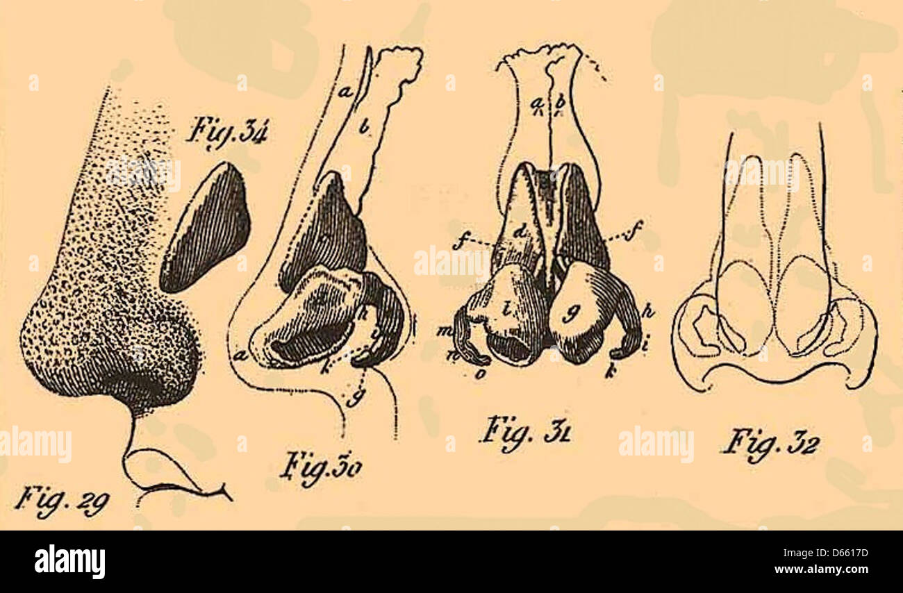 Illustration de 1907 tirée du Brockhaus and Efron Encyclopedic ...
