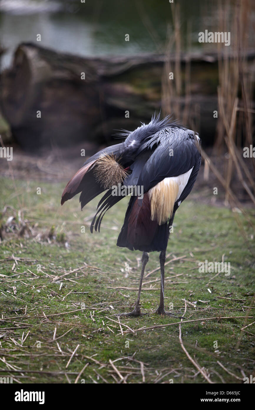 Magnifique grue africaine Banque d'image et photos - Alamy