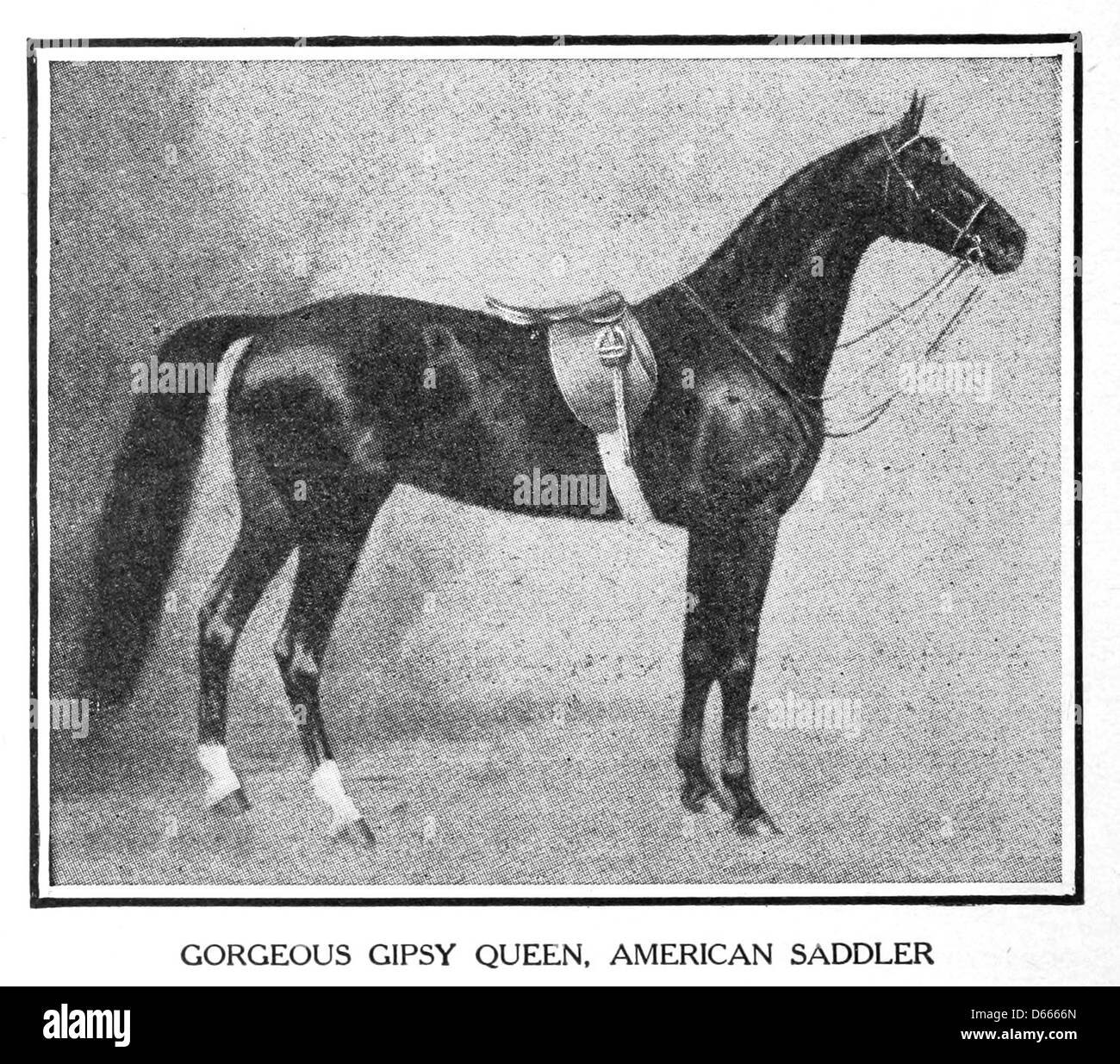 Un croquis de 1906 illustrant l'évolution du cheval moderne. Le dessin ...