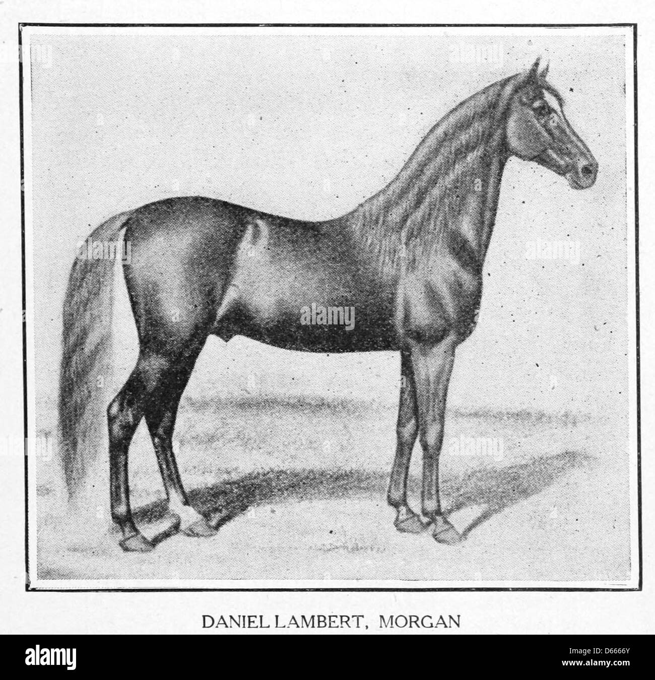 Cette illustration de 1906 présente un croquis détaillé de l'évolution ...