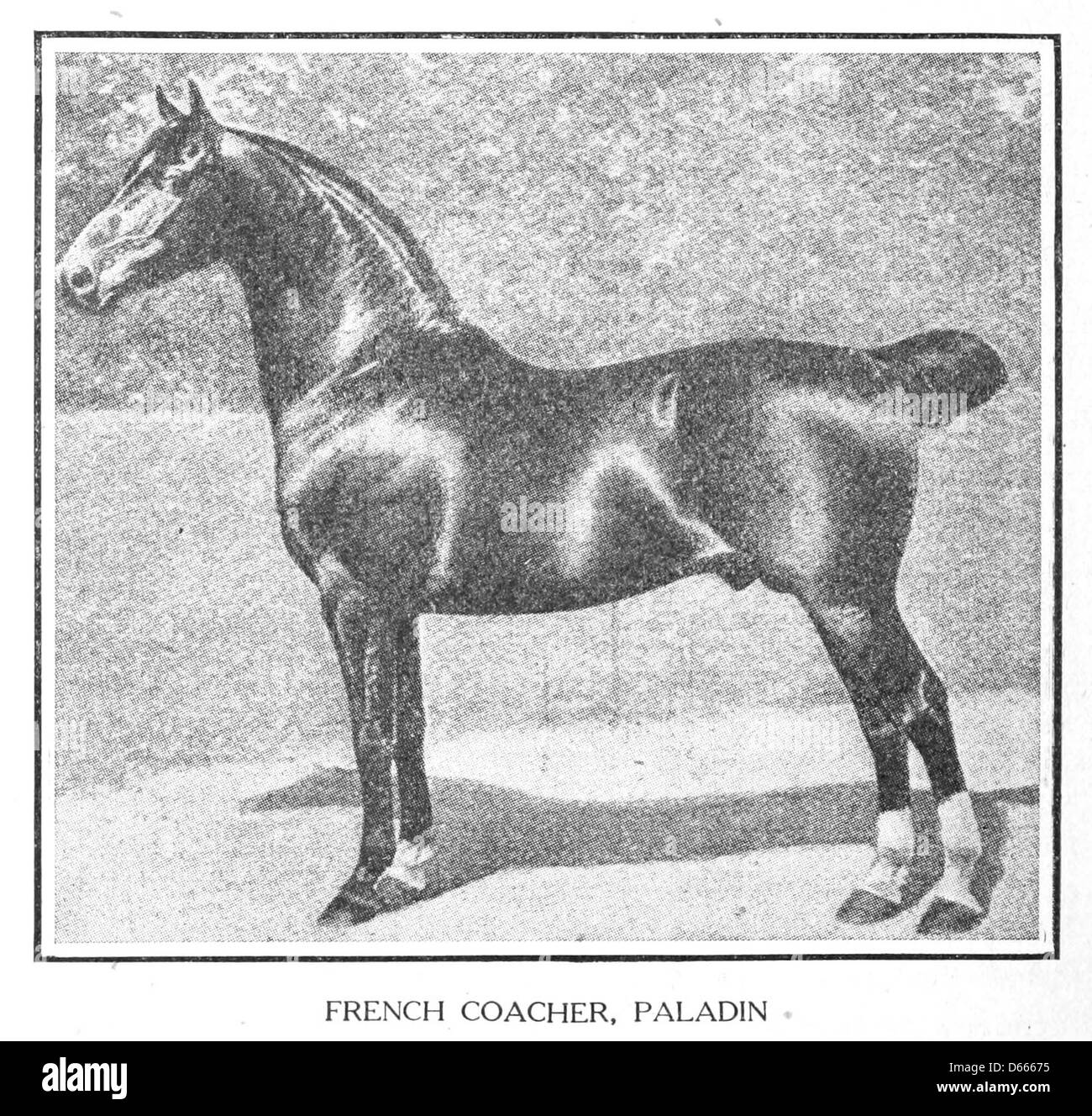 Un croquis de 1906 montrant le développement du cheval moderne ...