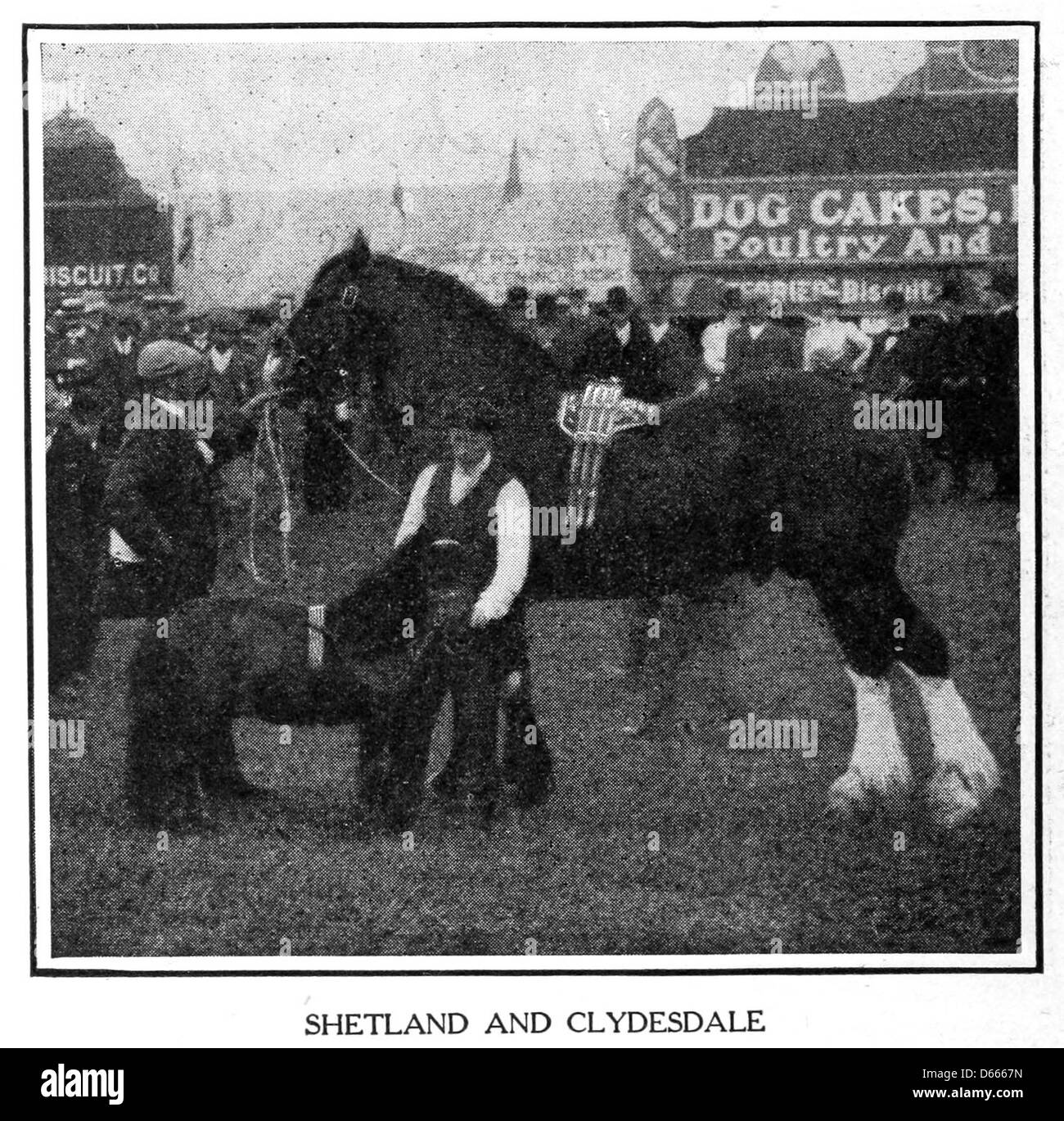 Ce croquis de 1906 illustre l'évolution du cheval moderne, avec un ...