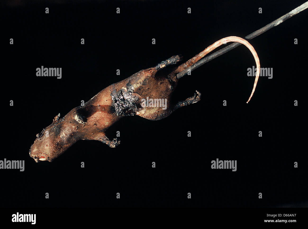 Grilled rat Banque de photographies et d’images à haute résolution - Alamy