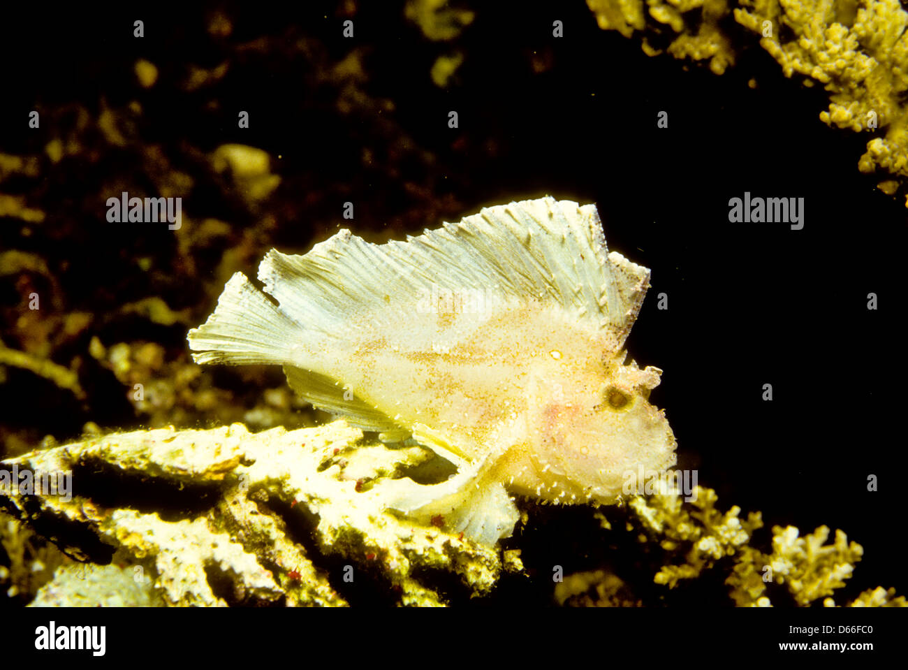 Le poisson Scorpion, Poissons feuilles,Taenianotus triacanthus,Sipadan ...
