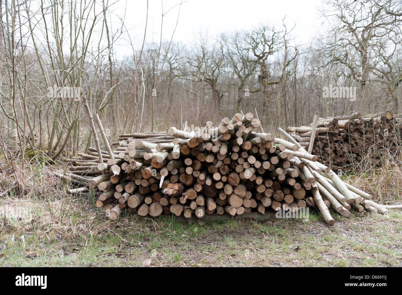 Zone de taillis Banque de photographies et d’images à haute résolution ...