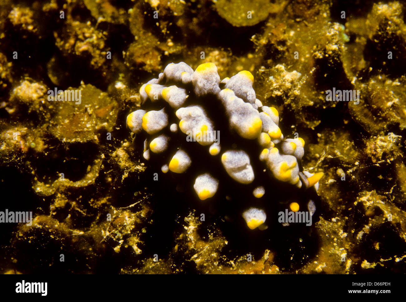 Nudibranche Phyllidia babai,Nov 1990 Sipadan,glisser sous l'eau ...