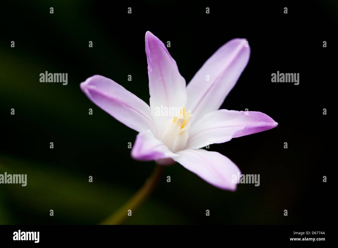 Fleurs roses simples Banque de photographies et d’images à haute ...