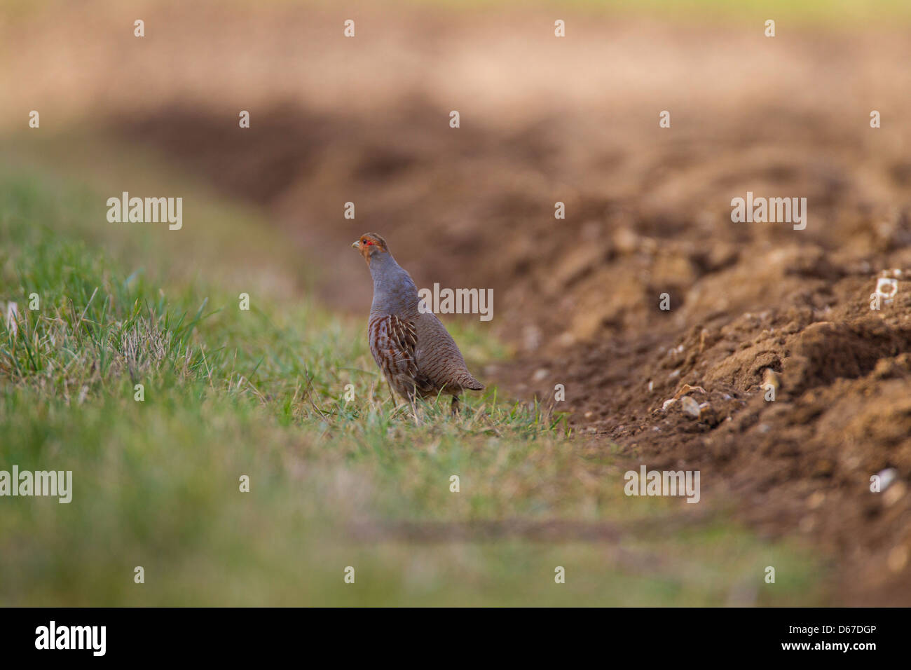 Perdrix perdix perdix oiseau gibier de norfolk Banque de photographies ...