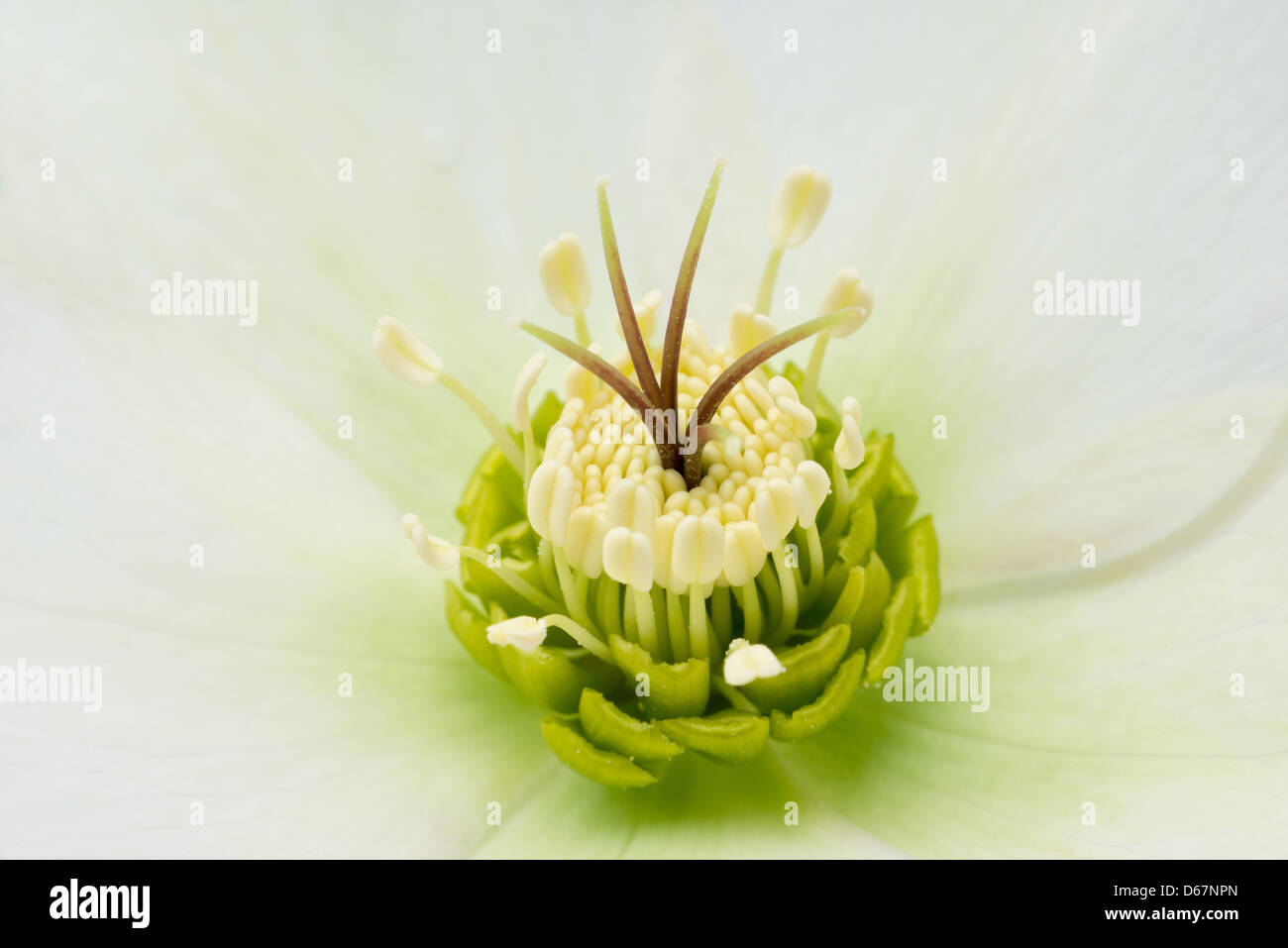 L'hellébore blanc un Hardy et de feuillus à feuilles persistantes ...