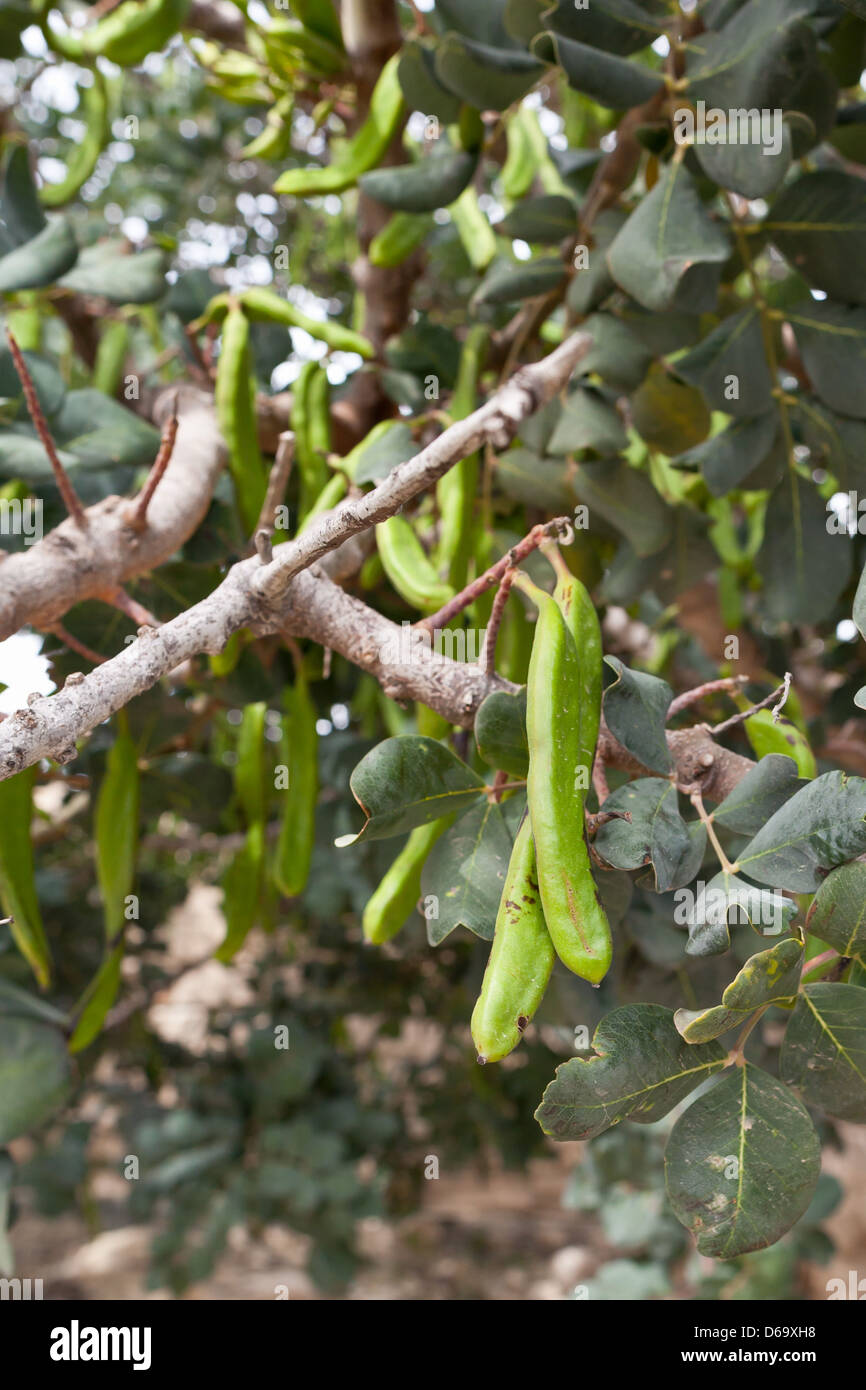 Chypre - fruits du caroubier Photo Stock - Alamy