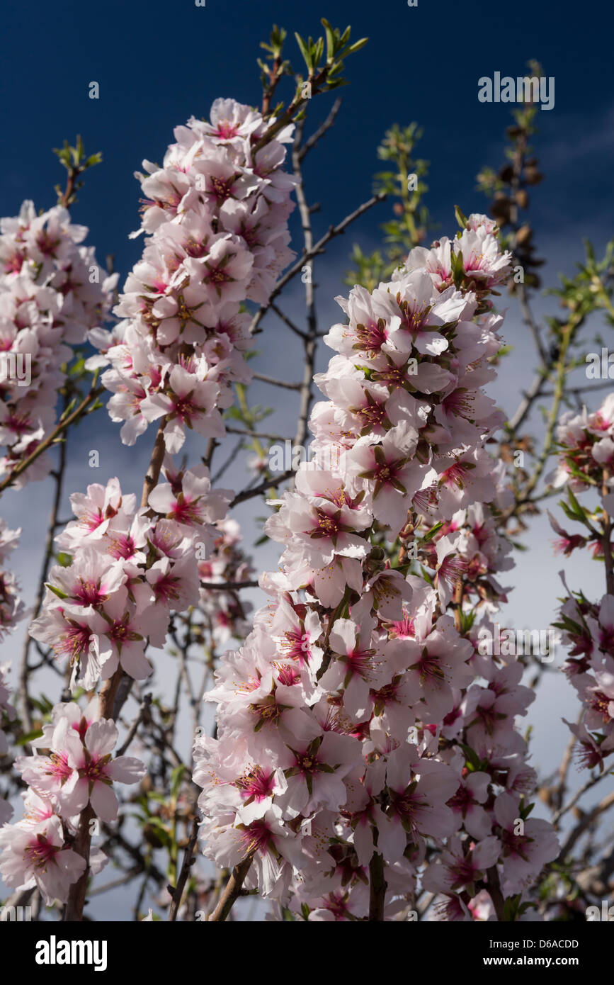 Arbre rose amandier Banque de photographies et d’images à haute ...