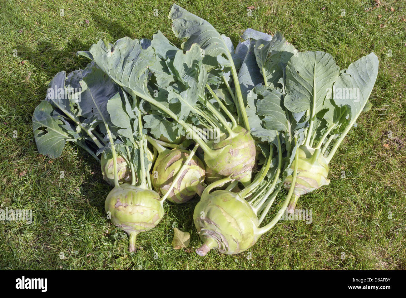 Feuille de chou rave Banque de photographies et d’images à haute ...