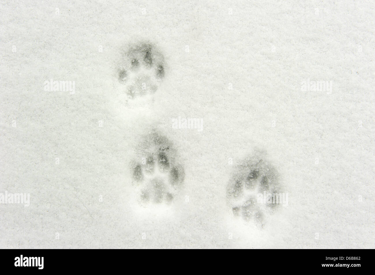 Empreinte de pied de chat dans la neige Banque de photographies et d ...