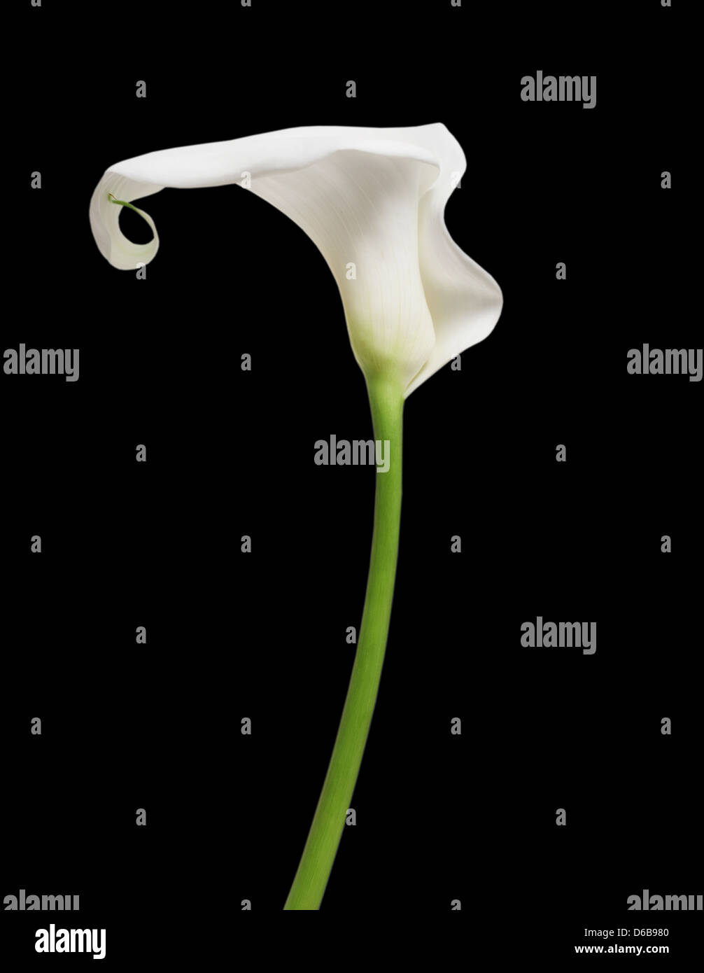 Cala lily Banque de photographies et d’images à haute résolution - Alamy