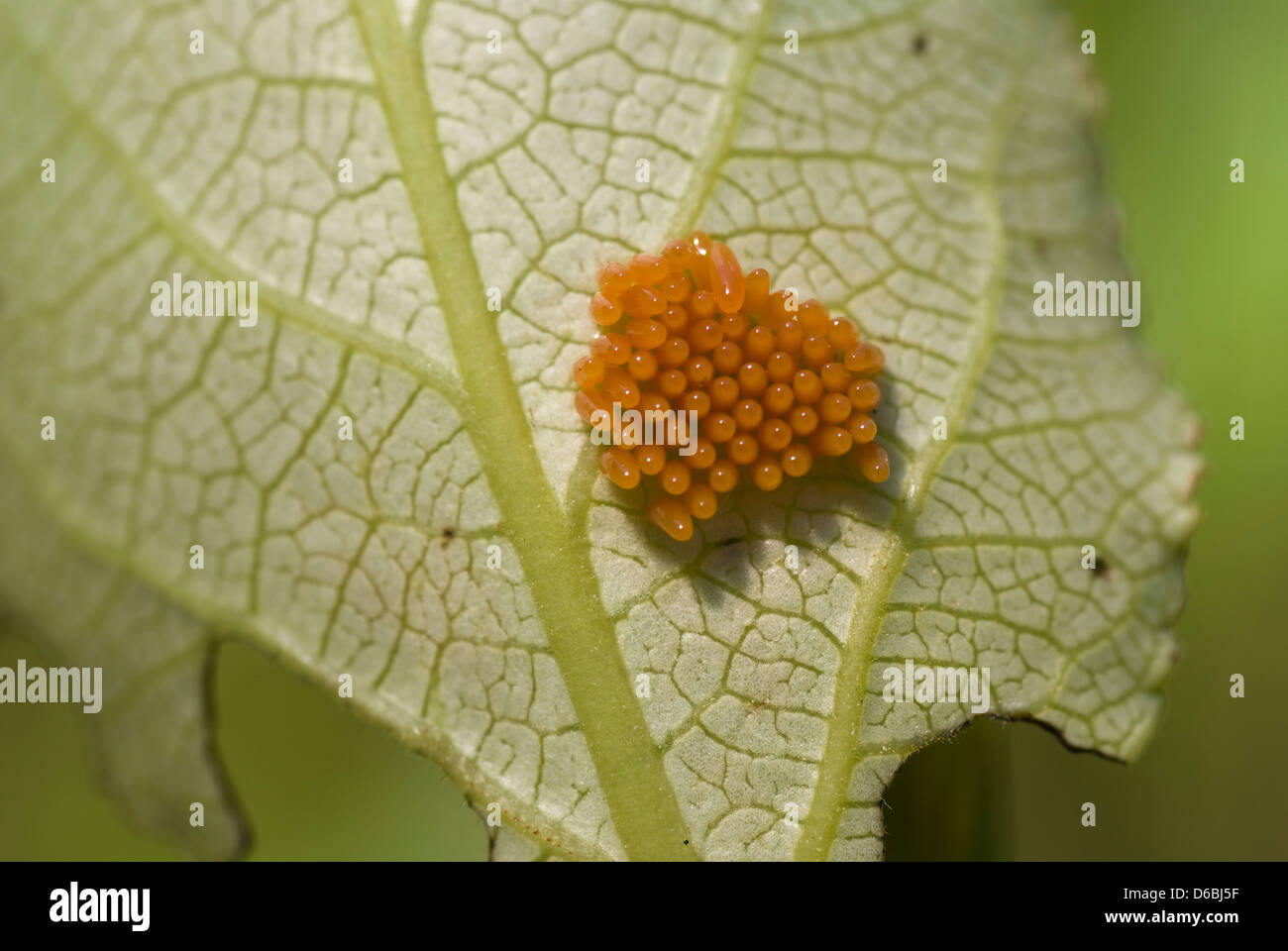 œuf d'insecte jaunes Banque de photographies et d’images à haute ...
