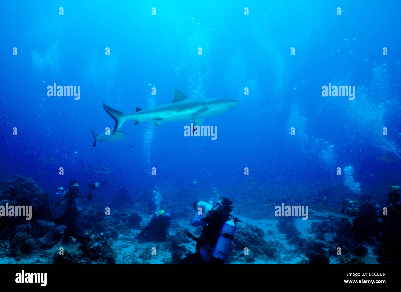 Les requins gris de récif, Carcharhinus anblyrhynchos,Mer Rouge Dec ...