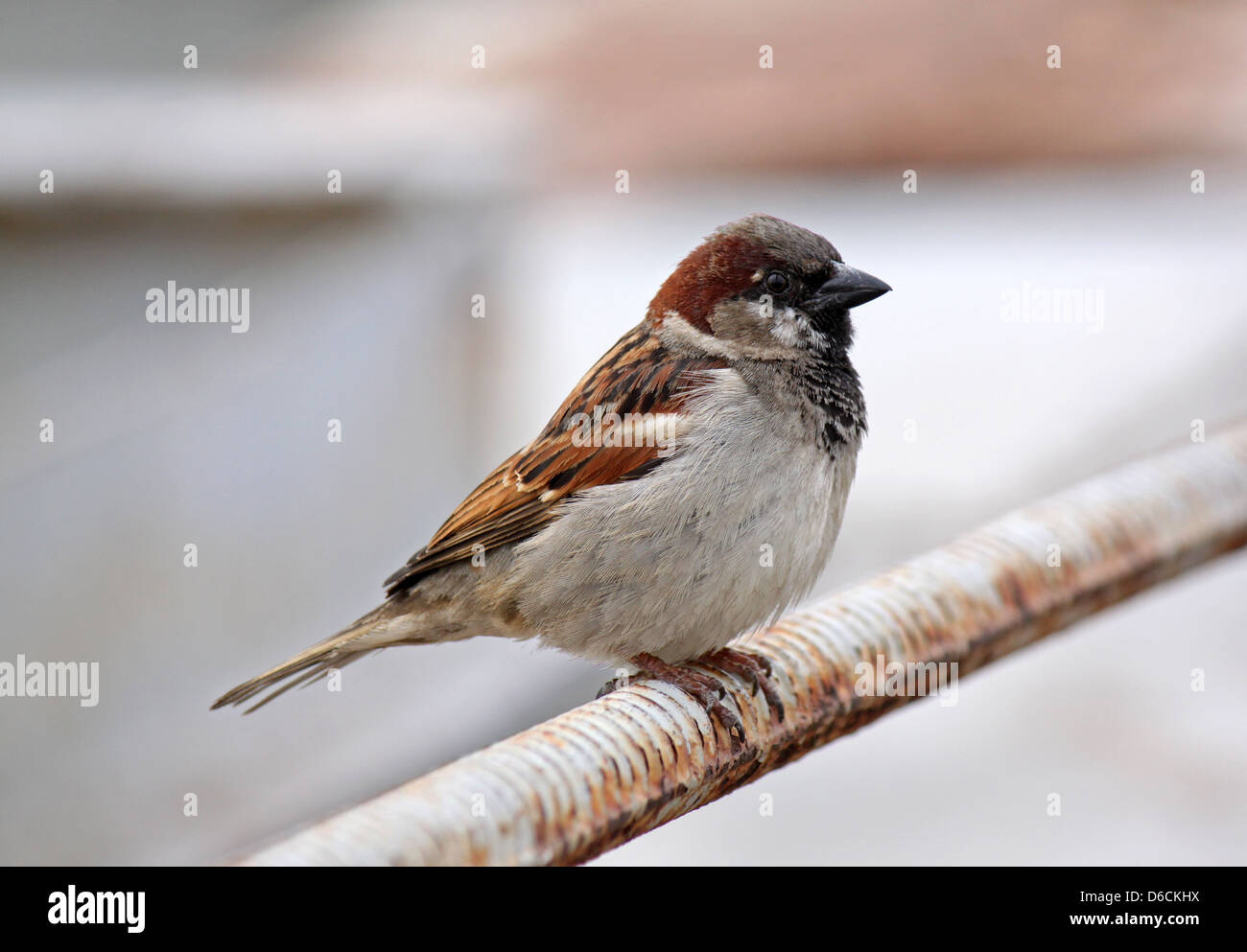 Sparrow aviary Banque de photographies et d’images à haute résolution ...