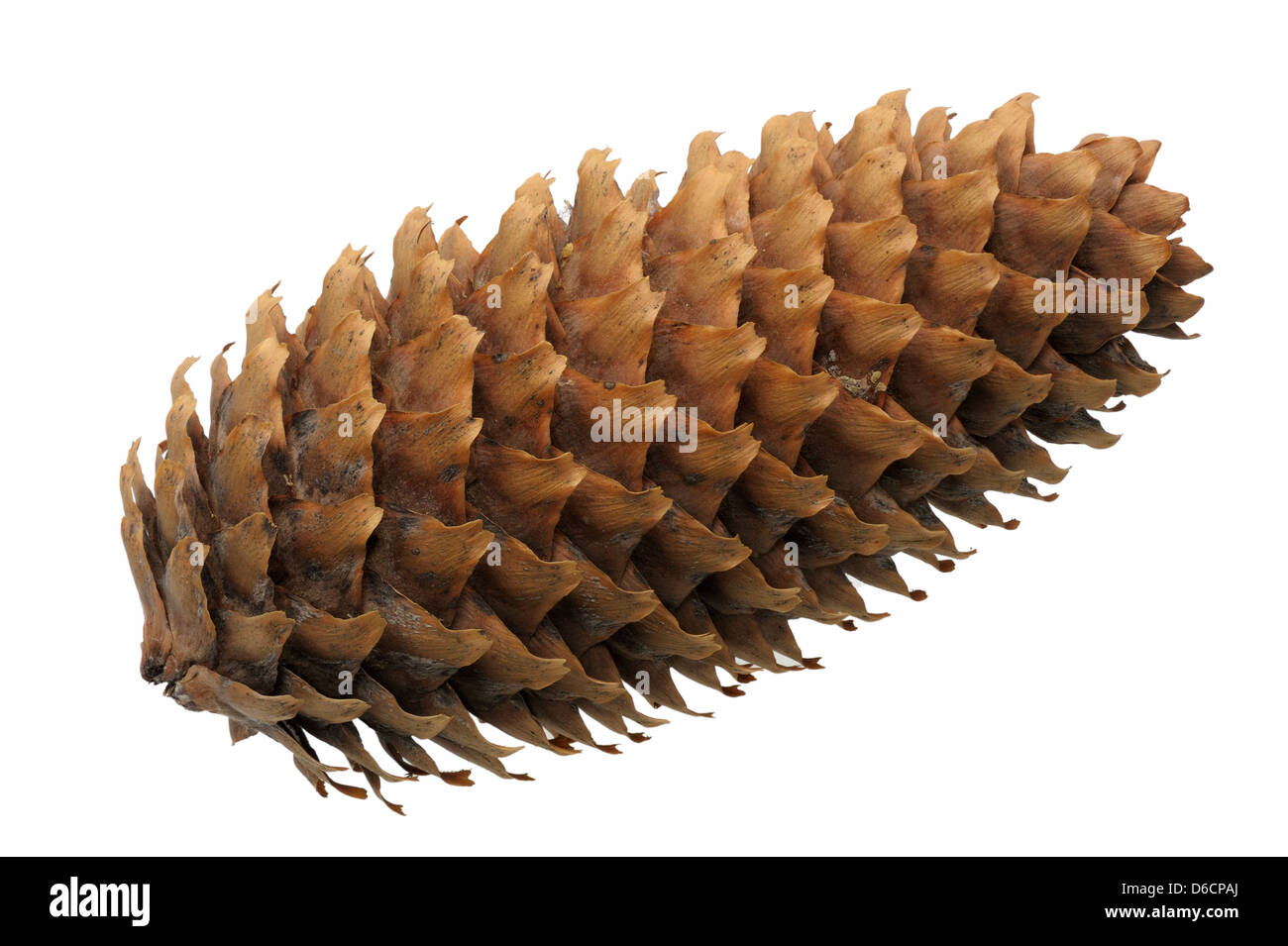 Graines de sapin Banque d'images détourées - Alamy