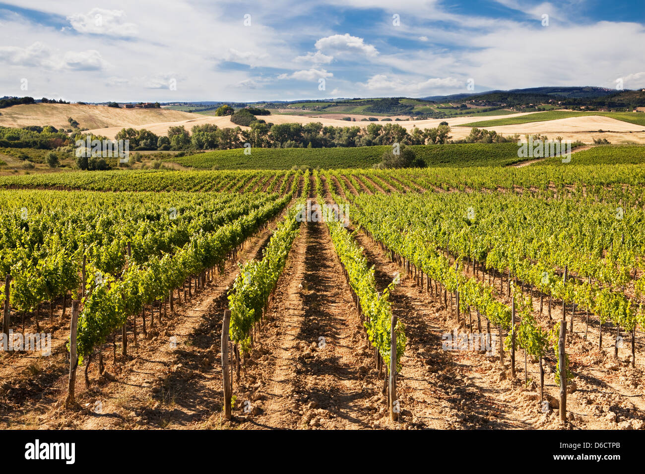Fruit de vignes Banque de photographies et d’images à haute résolution ...