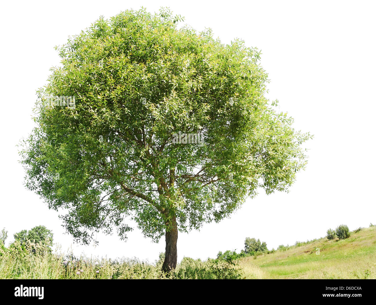 Arbre isolé Banque de photographies et d’images à haute résolution - Alamy
