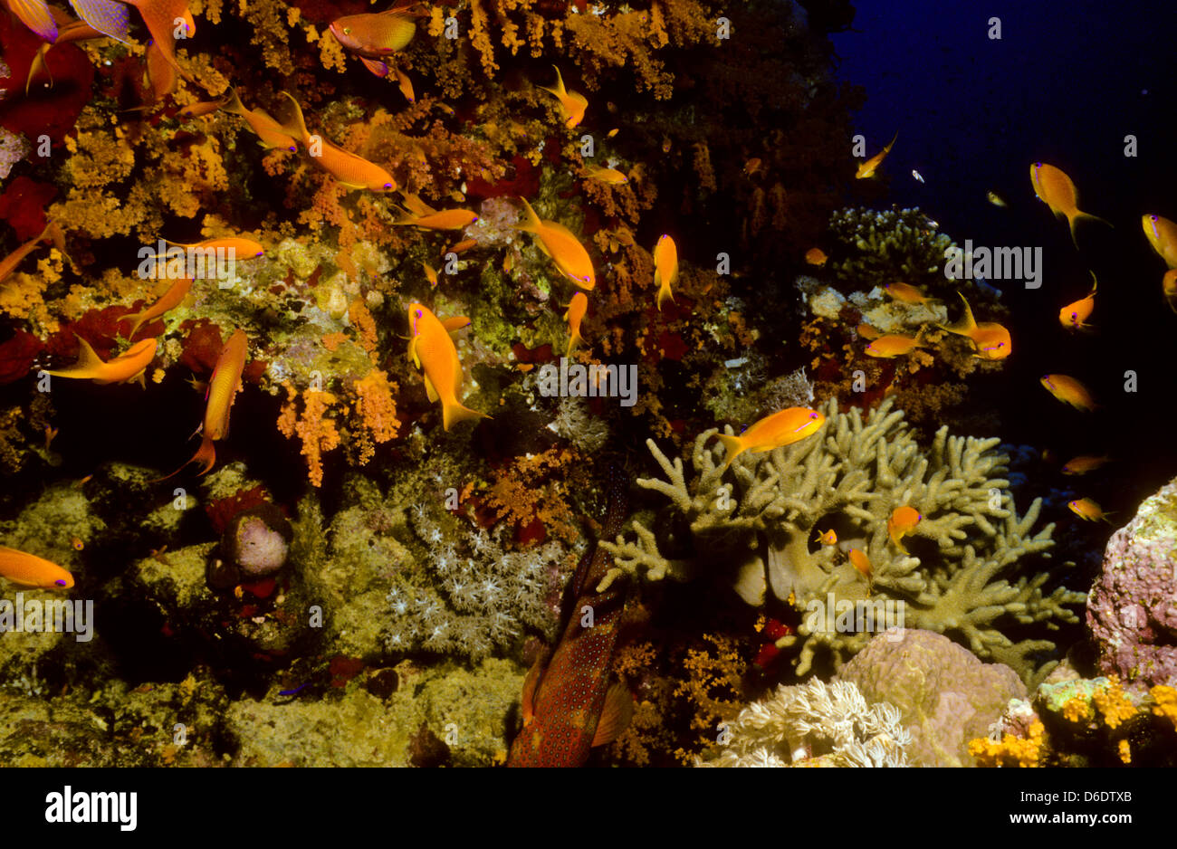 Bateau de jardins sous marins Banque de photographies et d’images à ...