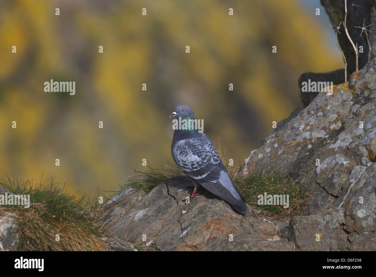 Rock dove Banque de photographies et d’images à haute résolution - Alamy