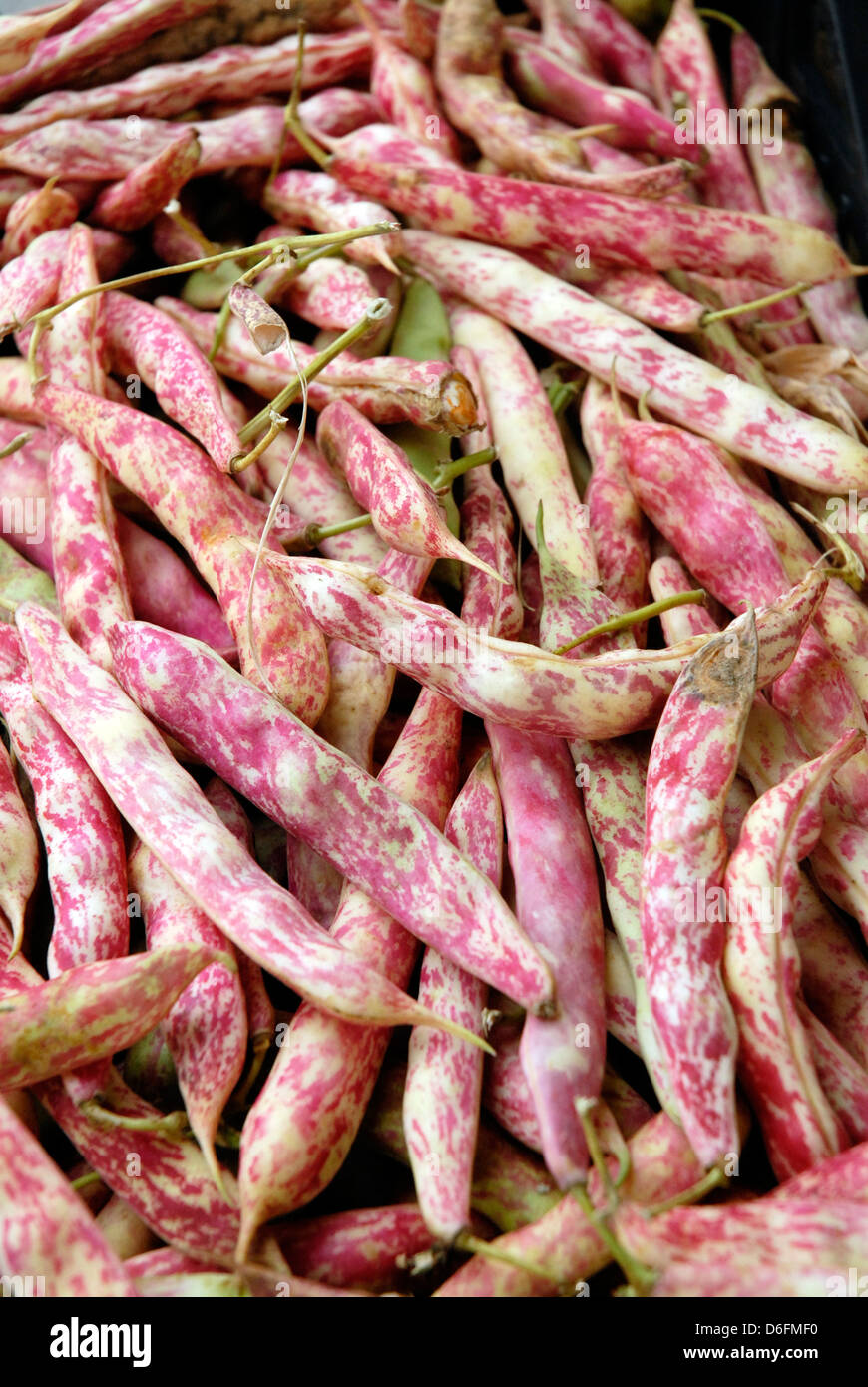 Haricots frais borlotti Banque de photographies et d’images à haute ...