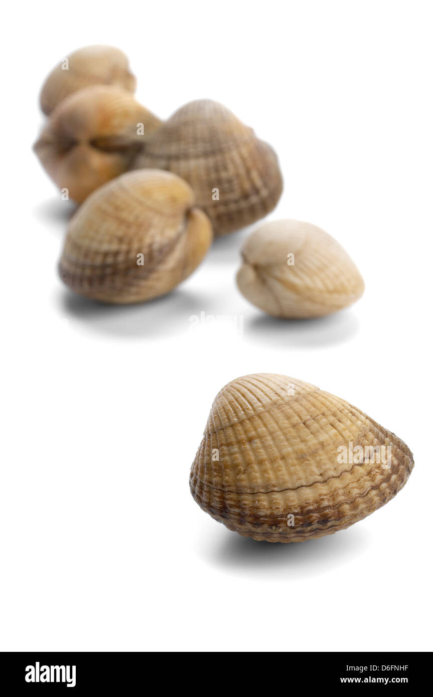Coquillages et coques Banque d'images détourées - Alamy