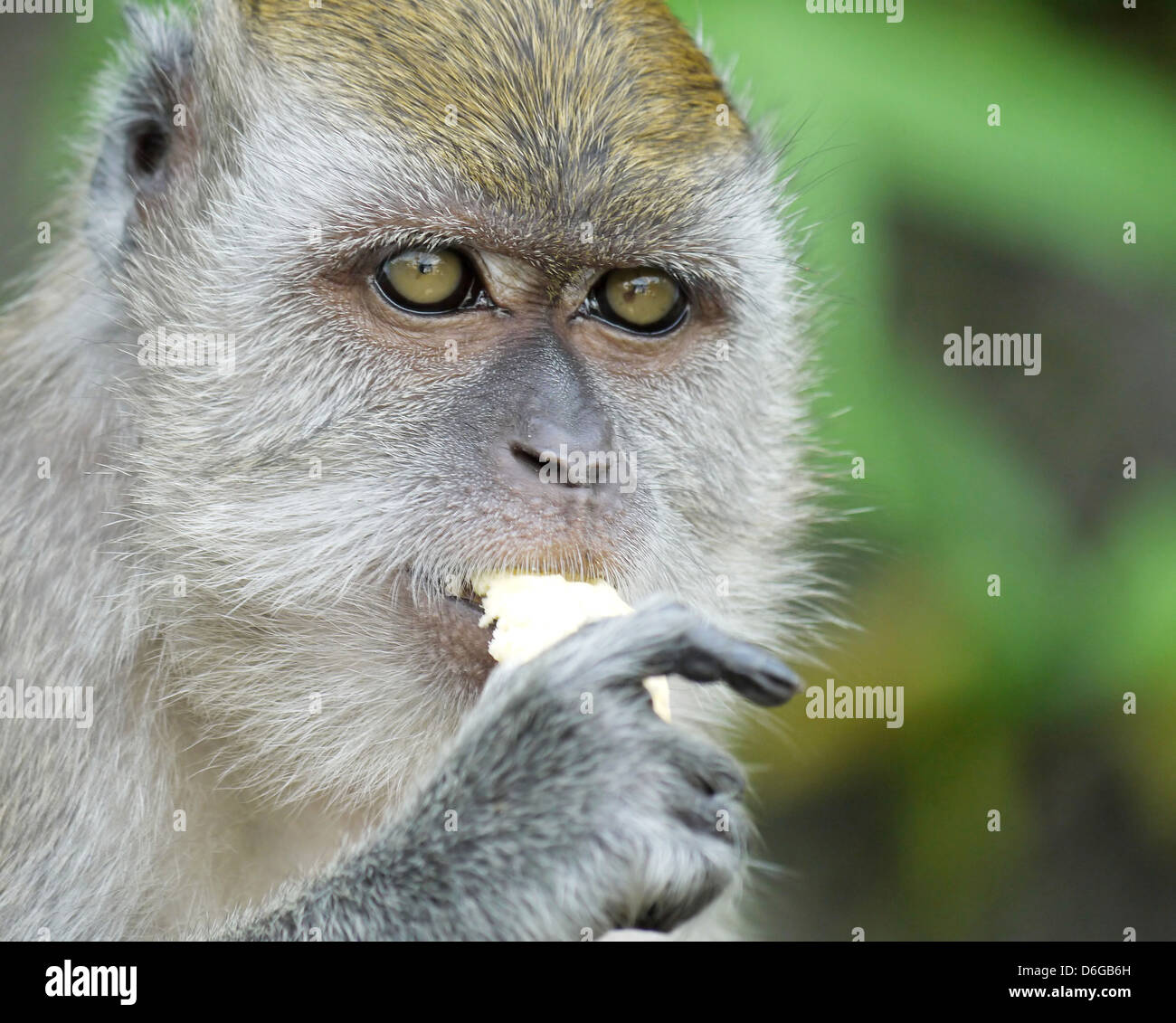 Singe mangeant une banane Banque de photographies et d’images à haute ...