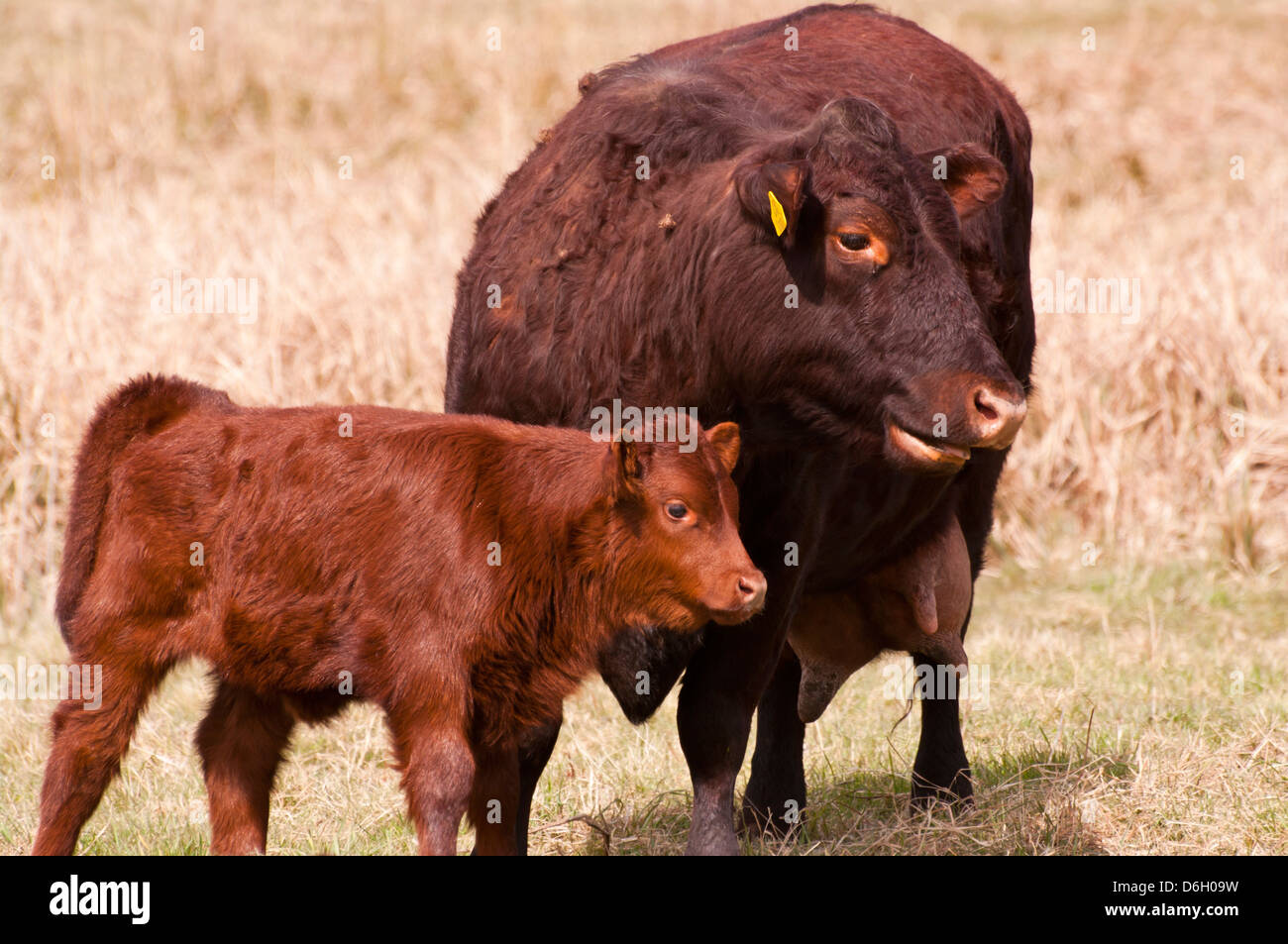 Angus rouge vache avec son veau avec un plein Pis Photo Stock - Alamy