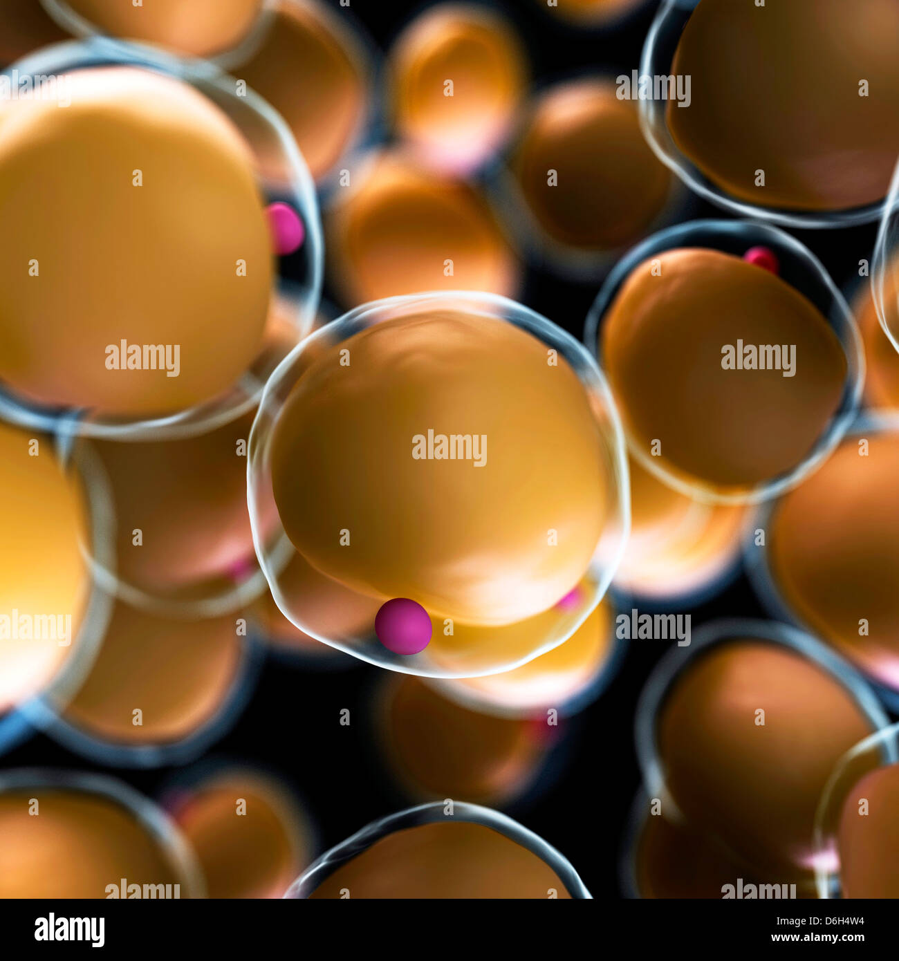 Cellule Adipeuse Banque d'image et photos - Alamy