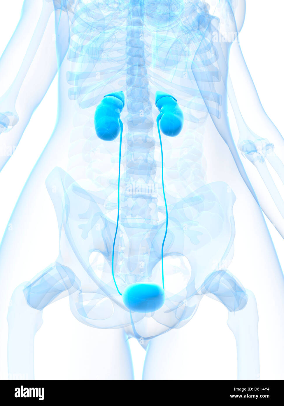 Anatomie Du Système Urinaire Banque d'image et photos - Page 2 - Alamy