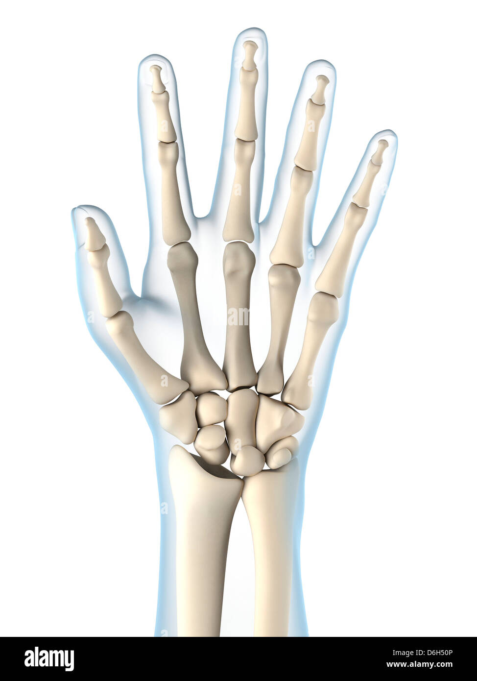 Radius Et Ulna Banque d'images détourées - Alamy