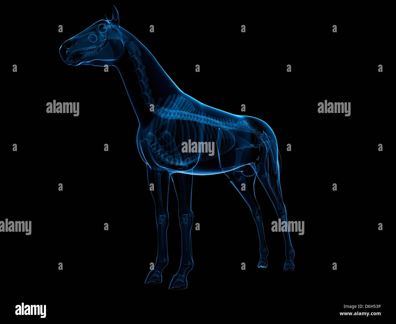 Anatomie squelette cheval Banque de photographies et d’images à haute ...