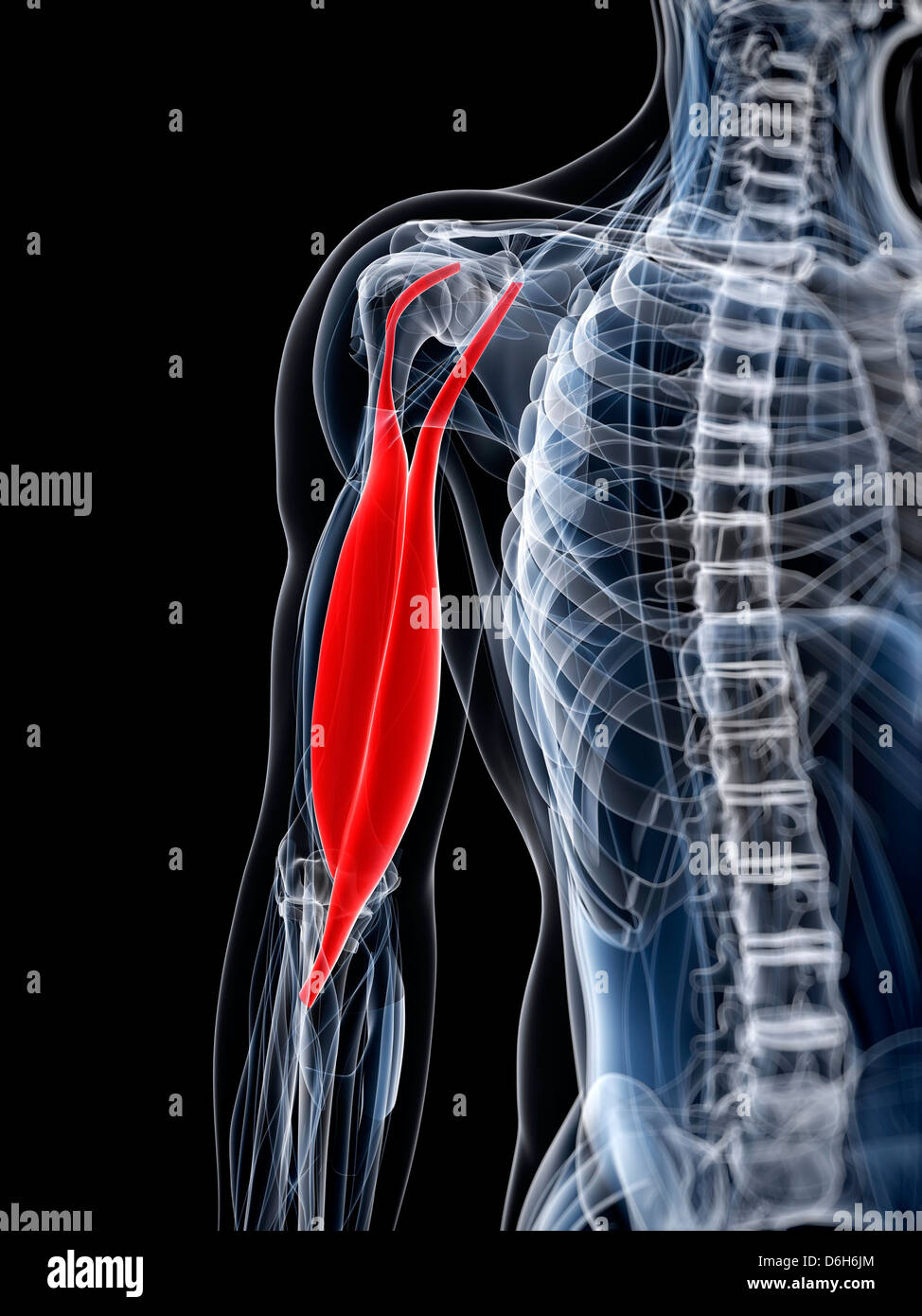 Anatomie du bras Banque de photographies et d’images à haute résolution ...