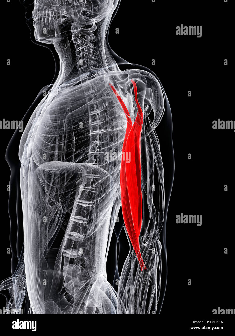 Anatomie du bras humain Banque de photographies et d’images à haute ...