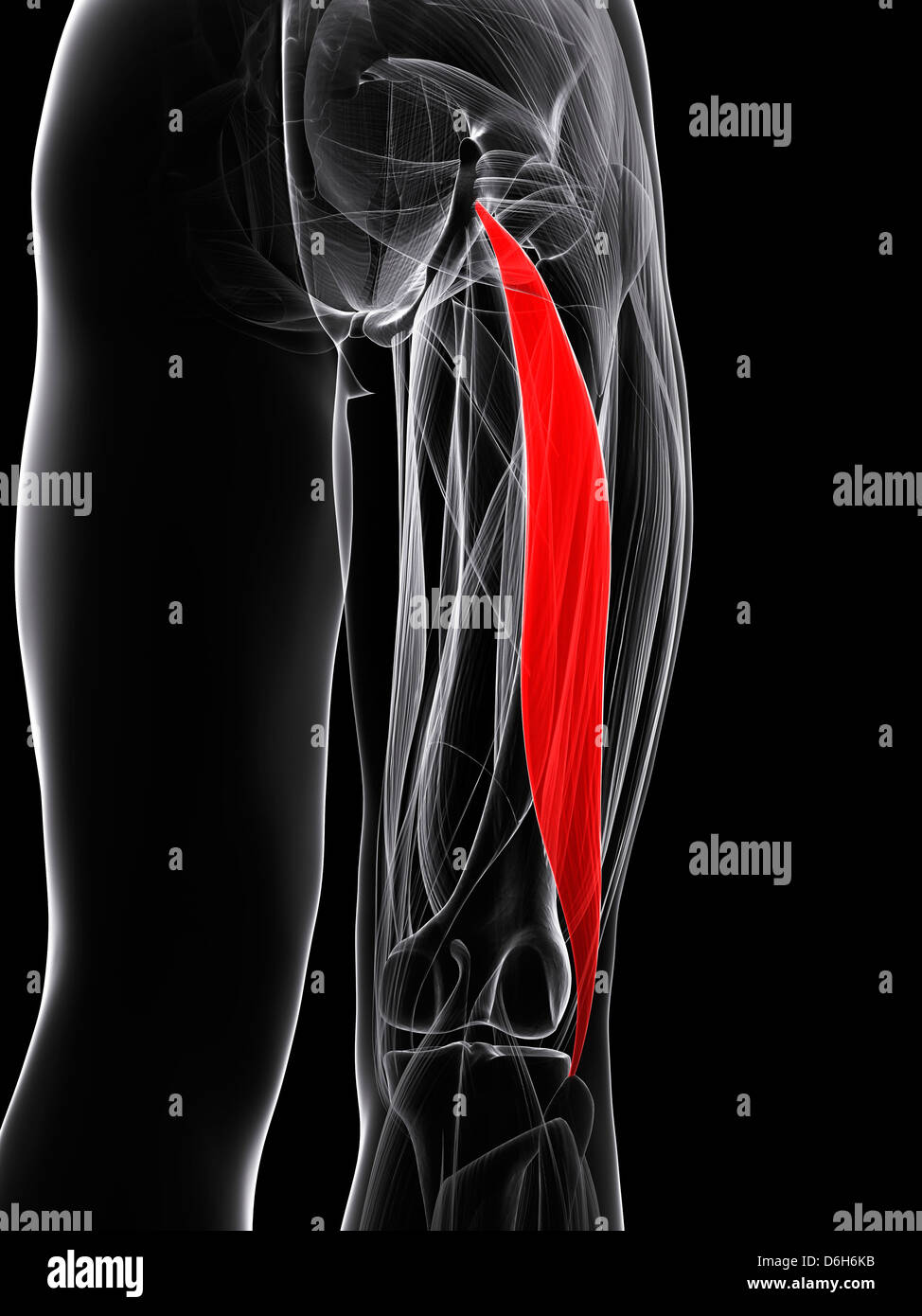 Muscle De La Cuisse Humaine Banque d'image et photos - Alamy