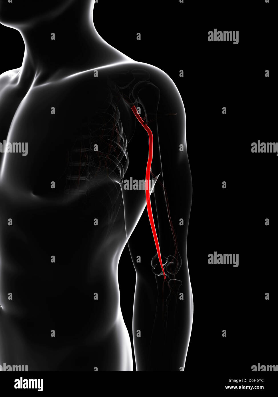 Anatomie du bras humain Banque de photographies et d’images à haute ...