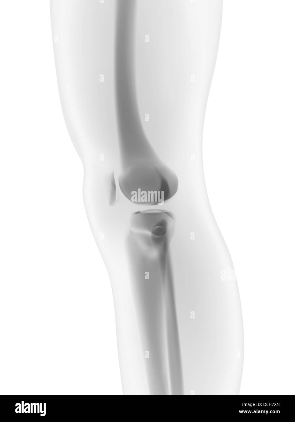 Genou anatomie Banque d'images noir et blanc - Alamy