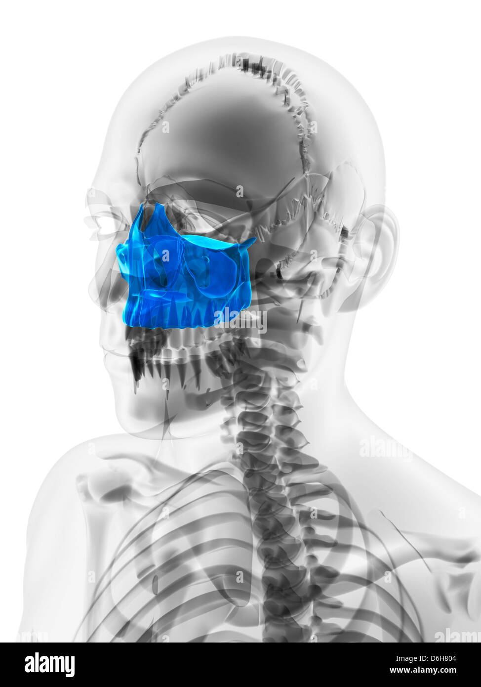 Os de la machoire Banque de photographies et d’images à haute ...