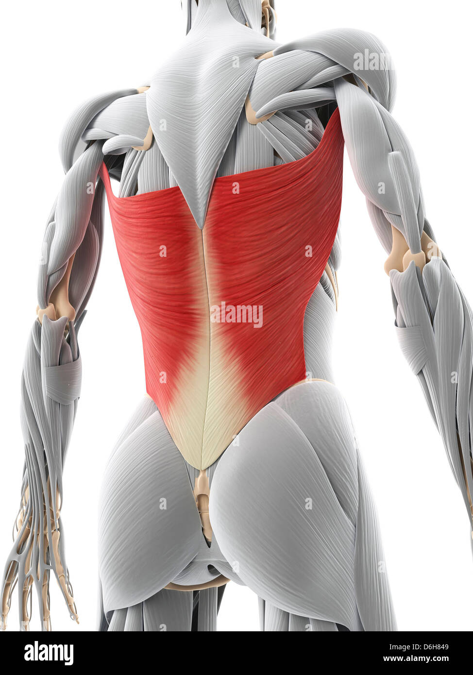 Anatomie des muscles du dos Banque de photographies et d’images à haute ...